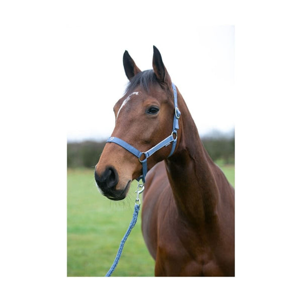 Hy Equestrian Synergy Head Collar & Lead Rope Matchy Set SmallPony/Pony ...