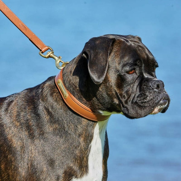WeatherBeeta Padded Leather Dog Collar Soft Supple and Strong With Bra ...